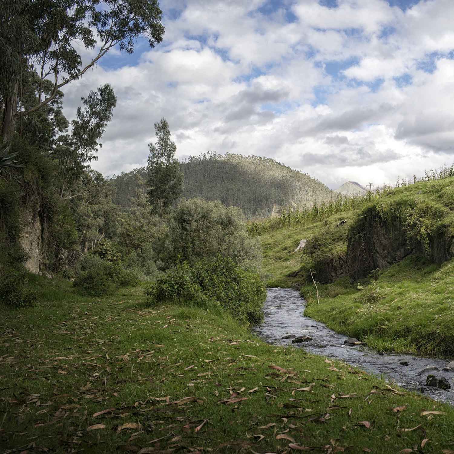 Audhumla die Urkuh als eines der ersten Wesen in der nordischen Mythologie
