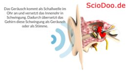 Wahrnehmung und Reizaufnahme über Sinnesorgane