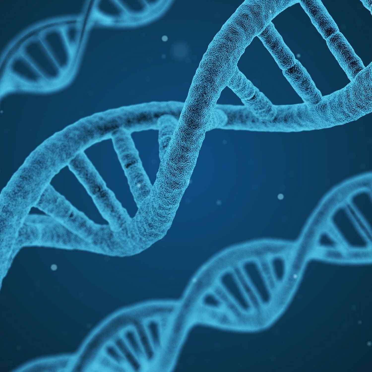 Faktoren der Synthetischen Evolutionstheorie