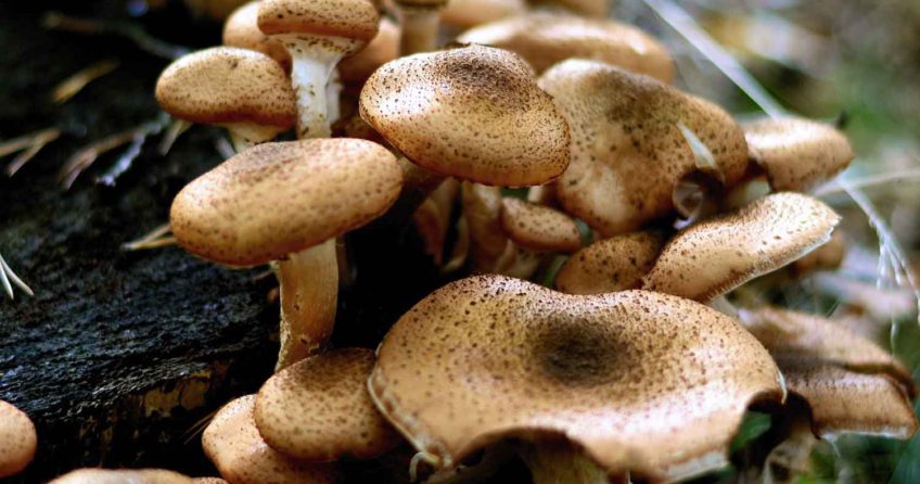 Was unterscheidet Lebewesen von unbelebter Materie: 7 Merkmale und ihre ...