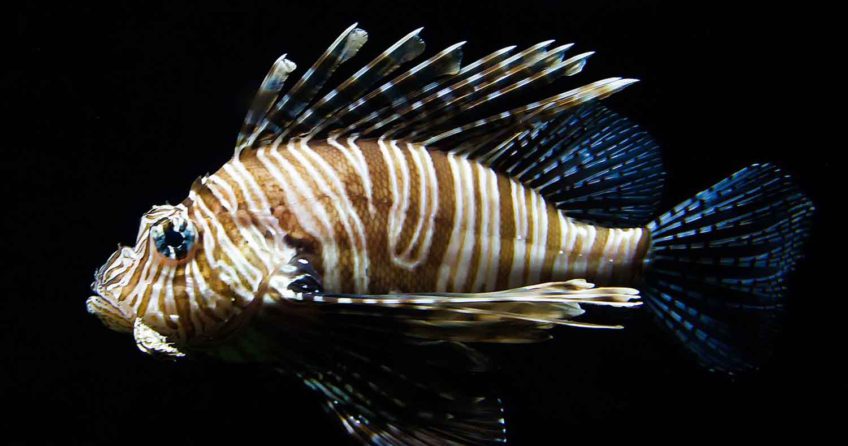 Welche Flossen haben Fische: Aufbau, Funktionen und Schwimmtechnik