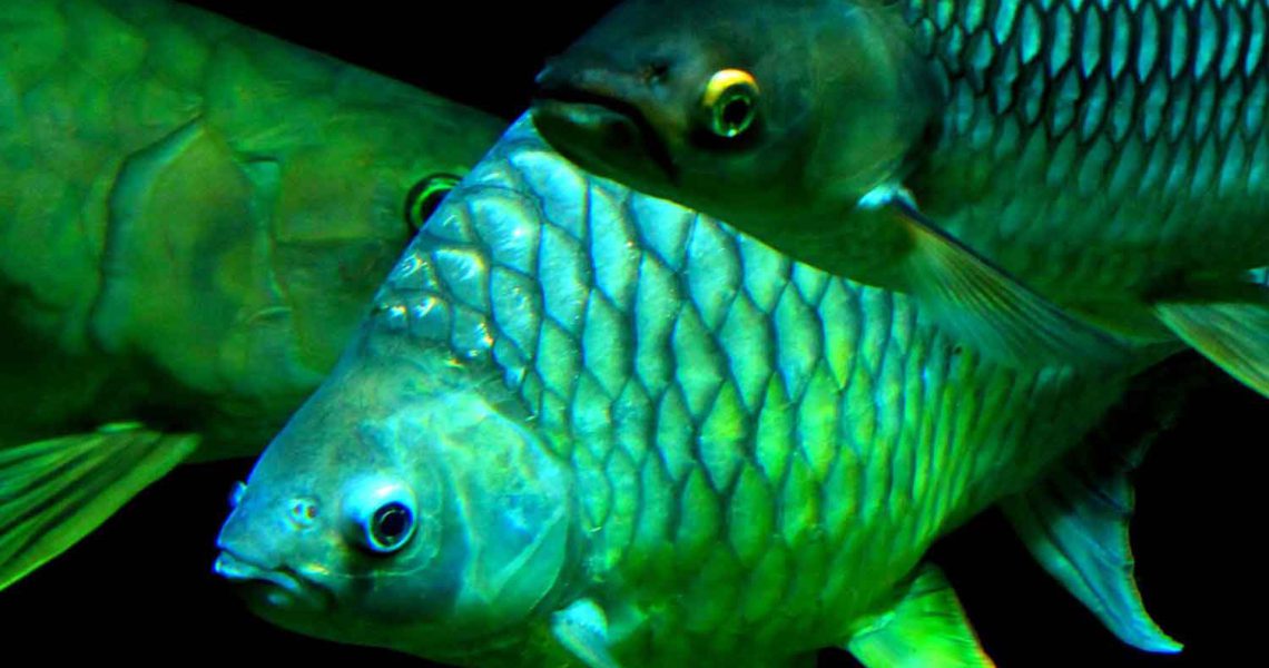 Welche Flossen haben Fische: Aufbau, Funktionen und Schwimmtechnik