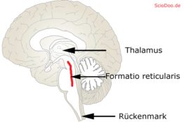 Formatio reticularis: Definition, Lage, Aufgaben und Funktion