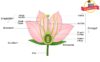 Aufbau einer Blüte: Bestandteile, Funktionsweise | Pflanzenanatomie