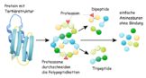 So funktionieren Proteinabbau und Eiweißverdauung im Organismus