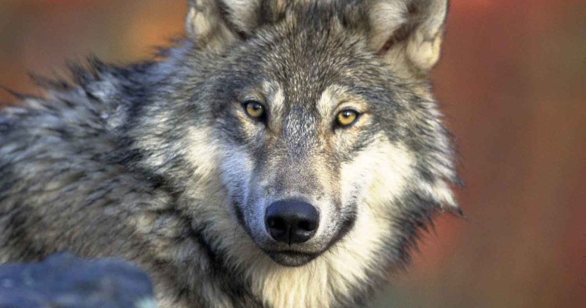 Fleischfressergebiss: Merkmale, Aufbau und Funktionsweise