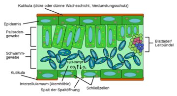 4 Unterschiede zwischen Sonnenblatt und Schattenblatt