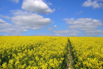Raps: 5 Zwecke, wofür Rapspflanzen angebaut und verwendet werden