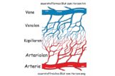 Die 9 Organsysteme beim Menschen und deren Einzelorgane