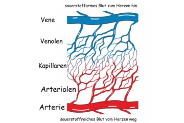 So funktioniert Lungenatmung & Gasaustausch bei Menschen und Tieren