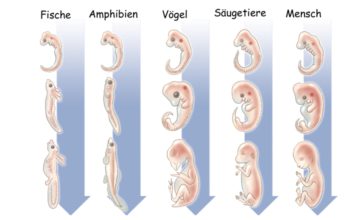 Homologiekriterien: 8 Kriterien, um Homologie zu erkennen | Biologie