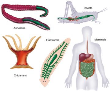 Homologe Organe (Evolution): 8 Fragen und Antworten