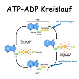 Muskelkraft: 13 Fragen und Antworten zum Aufbau von körperlicher Kraft