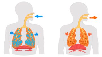 So funktioniert Lungenatmung & Gasaustausch bei Menschen und Tieren