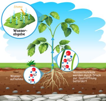 Unterschied zwischen Verdunstung, Verdampfung und Evaporation
