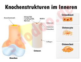 Skelett: Die 7 Bestandteile des Skeletts bei Wirbeltieren & Menschen