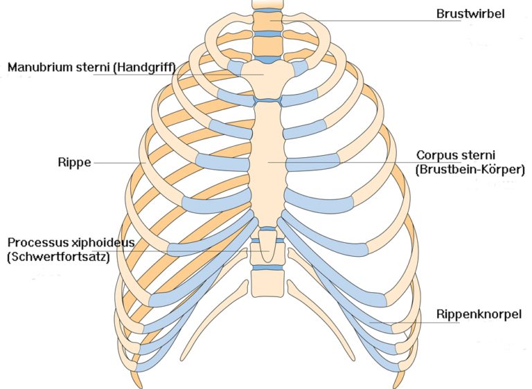 Die 15 Bestandteile des Bewegungsapparates im Überblick