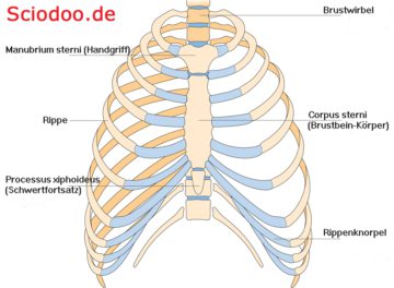 Brustkorb-Organe (Thoraxorgane): 12 Fragen und Antworten