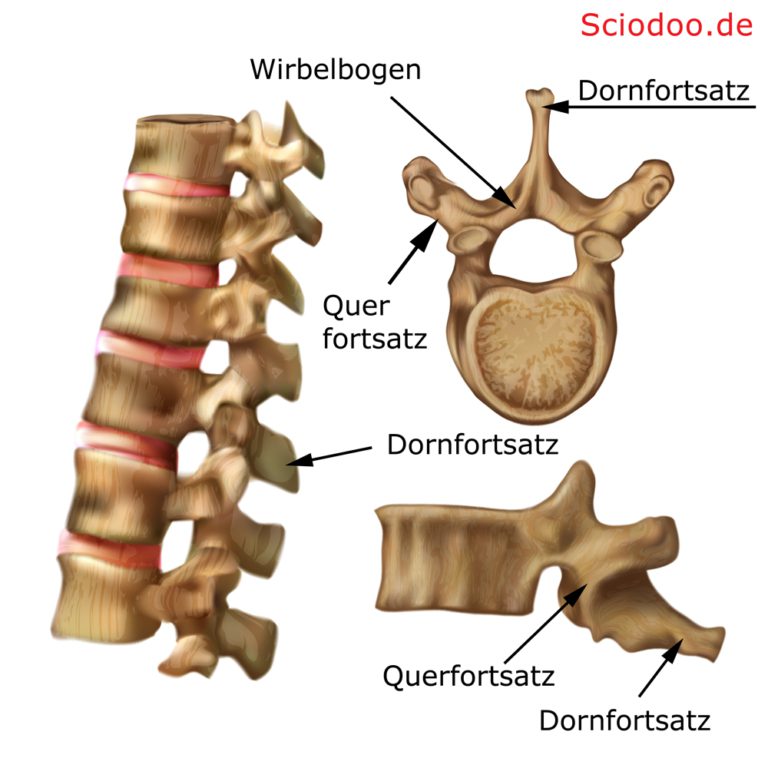 Wirbelsäule: 23 Fragen und Antworten zu Aufbau, Funktion & Besonderheiten