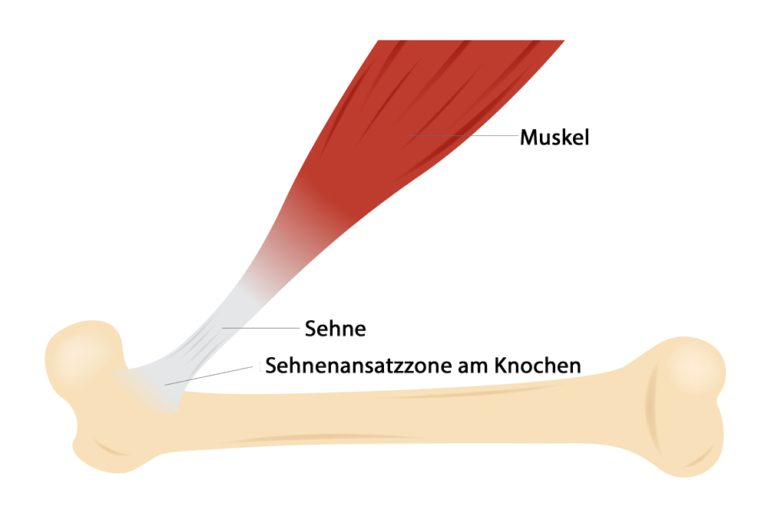 Die 15 Bestandteile des Bewegungsapparates im Überblick