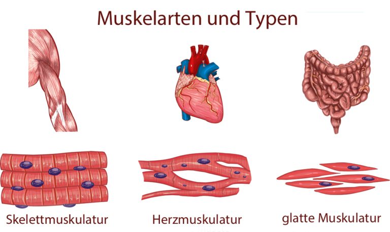 Wie viele Muskeln hat ein Mensch: Die 656 Muskeln im Überblick