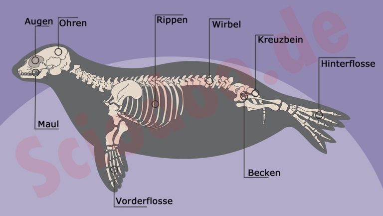 Skelett: Die 7 Bestandteile des Skeletts bei Wirbeltieren & Menschen
