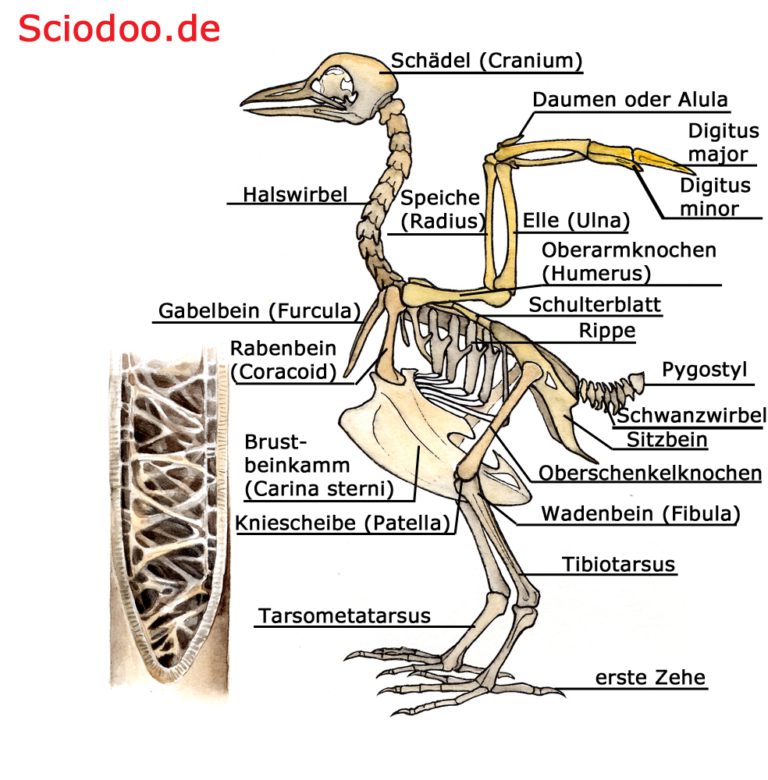 Skelett: Die 7 Bestandteile des Skeletts bei Wirbeltieren & Menschen