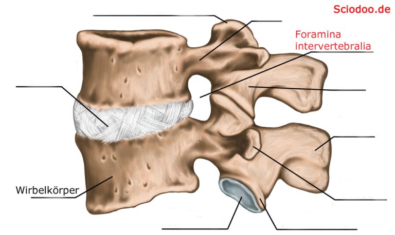 Wirbelsäule: 23 Fragen und Antworten zu Aufbau, Funktion & Besonderheiten