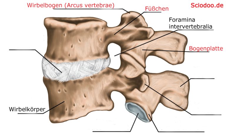 Die 15 Bestandteile der Wirbelsäule: Funktionen & Besonderheiten