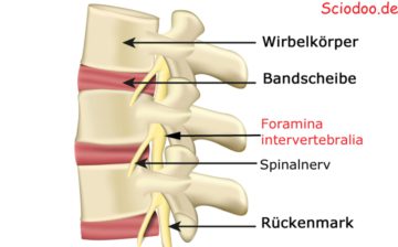 16 Daten und Fakten zum Atlaswirbel: Anatomie & Verschiebung