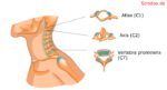 Halswirbel: 5 Fragen und Antworten zur Anzahl, Aufbau und Funktion