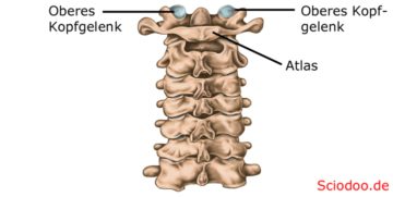 Halswirbel: 5 Fragen und Antworten zur Anzahl, Aufbau und Funktion