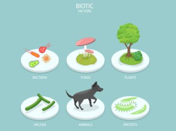 Biotische und abiotische Umweltfaktoren im Vergleich: Beispiele, Fragen ...