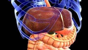 Brustkorb-Organe (Thoraxorgane): 12 Fragen und Antworten