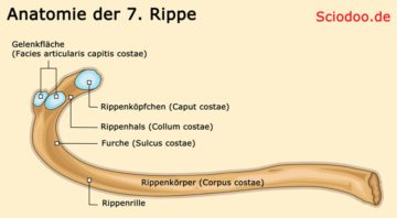 Die 24 Rippen des Menschen: 10 Fragen und Antworten