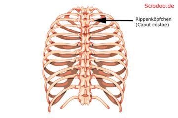 Die 24 Rippen des Menschen: 10 Fragen und Antworten