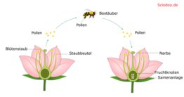 Aufbau einer Blüte: Bestandteile, Funktionsweise | Pflanzenanatomie