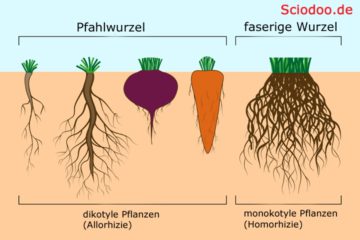 Grundorgane einer Blütenpflanze, Samenpflanze: Aufbau und Struktur
