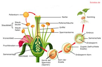 Aufbau einer Blüte: Bestandteile, Funktionsweise | Pflanzenanatomie