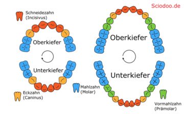 Die 32 Zähne des Menschen im Überblick: Nummerierung + Zahnschemas