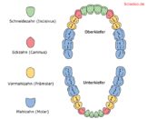 Die 32 Zähne des Menschen im Überblick: Nummerierung + Zahnschemas