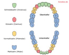 Die 32 Zähne des Menschen im Überblick: Nummerierung + Zahnschemas