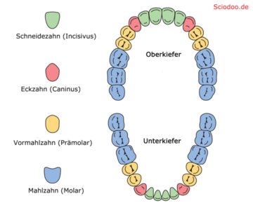 Die 32 Zähne des Menschen im Überblick: Nummerierung + Zahnschemas