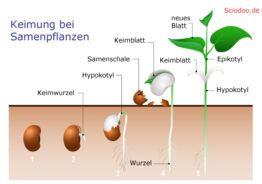 Grundorgane einer Blütenpflanze, Samenpflanze: Aufbau und Struktur