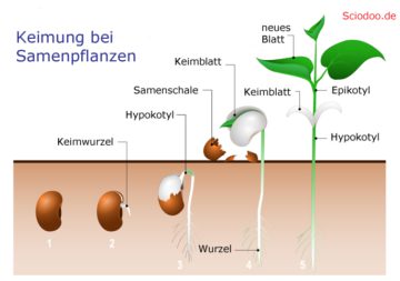 Grundorgane einer Blütenpflanze, Samenpflanze: Aufbau und Struktur