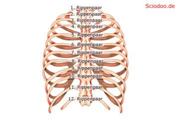 Die 24 Rippen des Menschen: 10 Fragen und Antworten