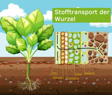Grundorgane einer Blütenpflanze, Samenpflanze: Aufbau und Struktur