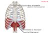 Thorax (Brustkorb): Anatomie, Aufbau & Funktionen bei Menschen und ...