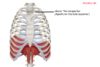 Thorax (Brustkorb): Anatomie, Aufbau & Funktionen bei Menschen und ...