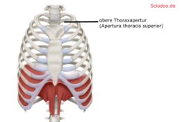 Thorax (Brustkorb): Anatomie, Aufbau & Funktionen bei Menschen und ...